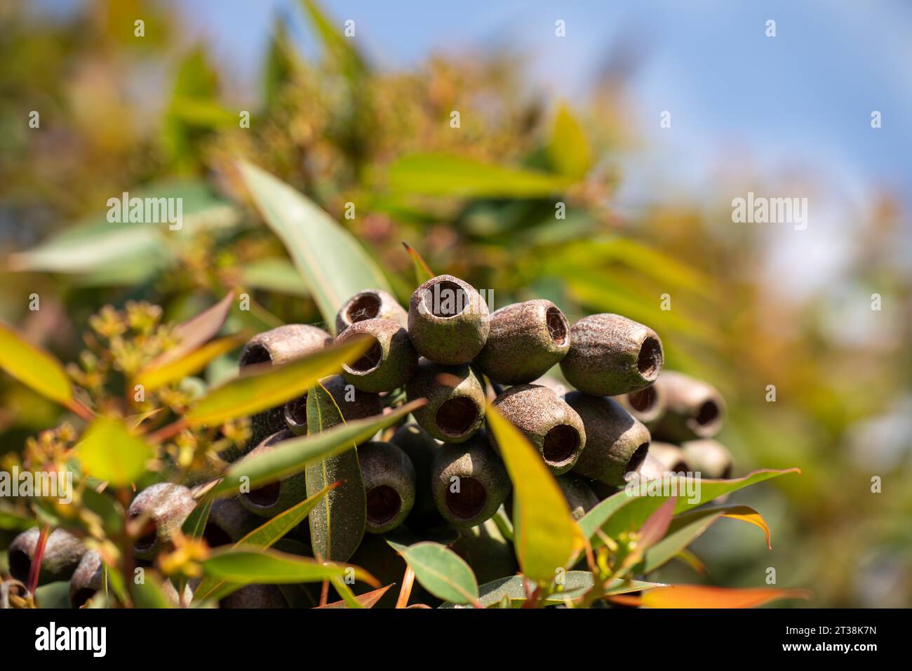 eucalyptus gum tree with gum nuts in the australian bush in summer ...