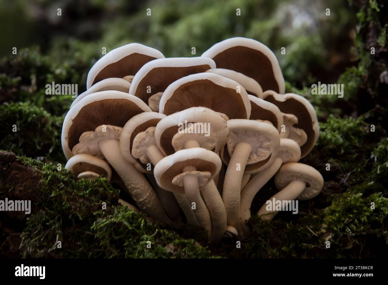 poplar mushroom in natural environment. Cyclocybe aegerita, Agrocybe ...