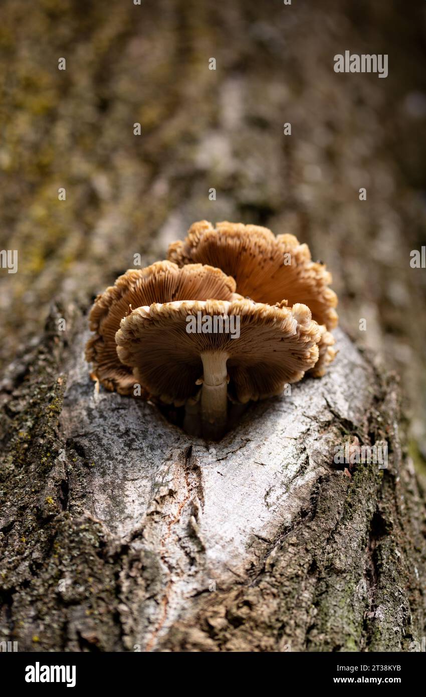 poplar mushroom in natural environment. Cyclocybe aegerita, Agrocybe ...