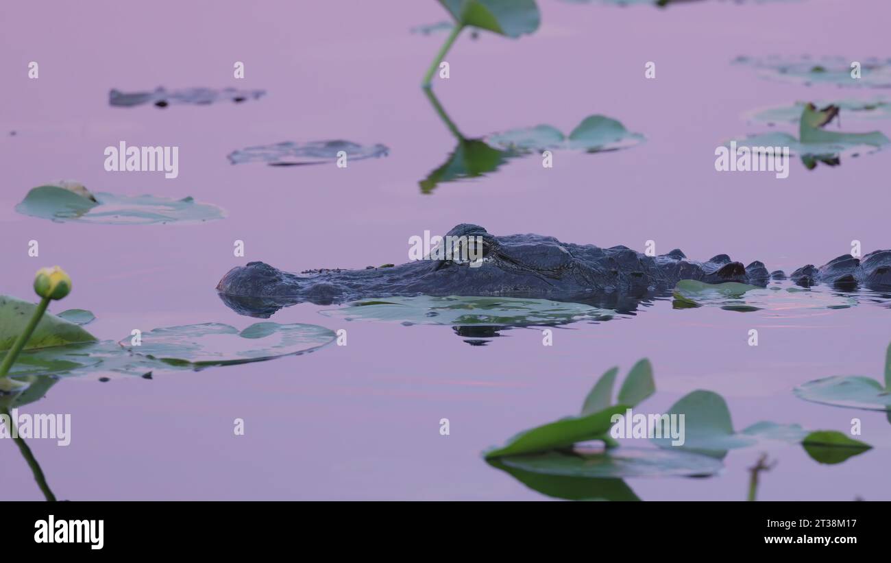 sunset shot of an alligator swimming in a slough the everglades Stock ...