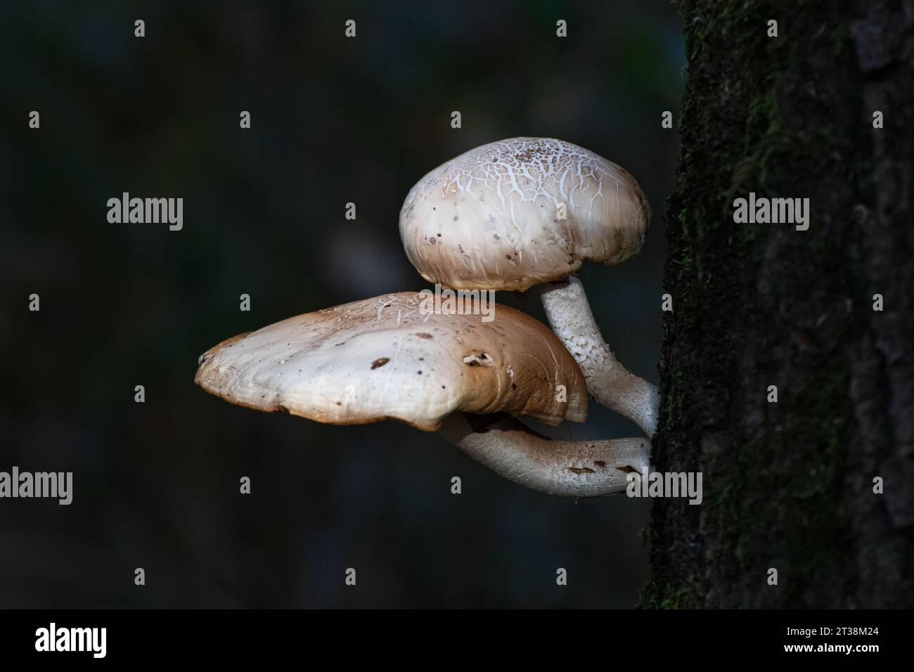 poplar mushroom in natural environment. Cyclocybe aegerita, Agrocybe ...