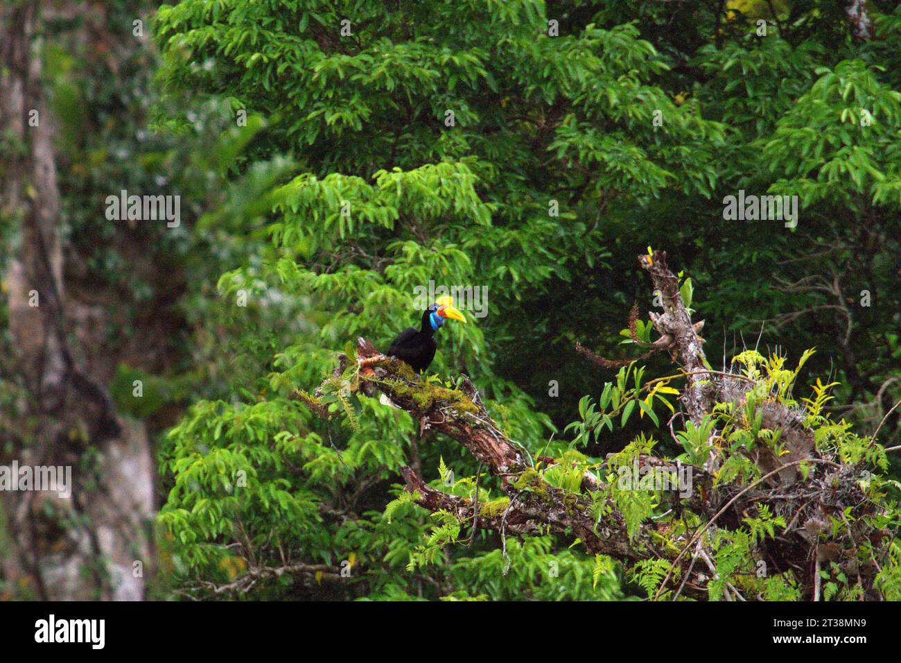 A knobbed hornbill (Rhyticeros cassidix) perches on a tree-top in a ...