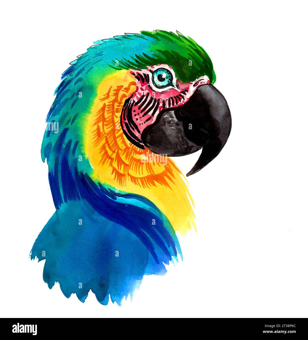 Parrot bird head. Hand-drawn ink and watercolor drawing Stock Photo - Alamy