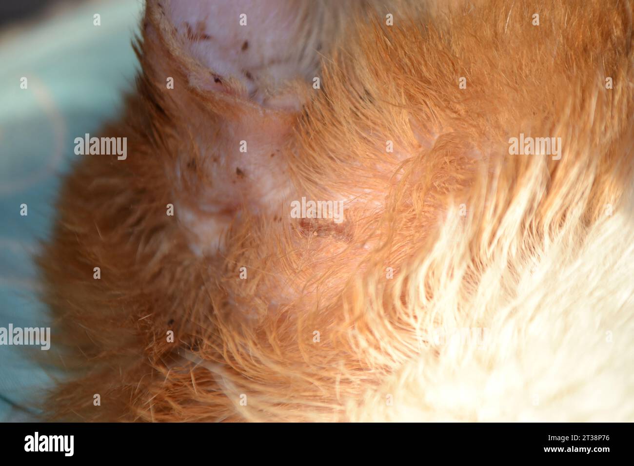 veterinarian's hands show the auricle of a cat infected with an ear ...