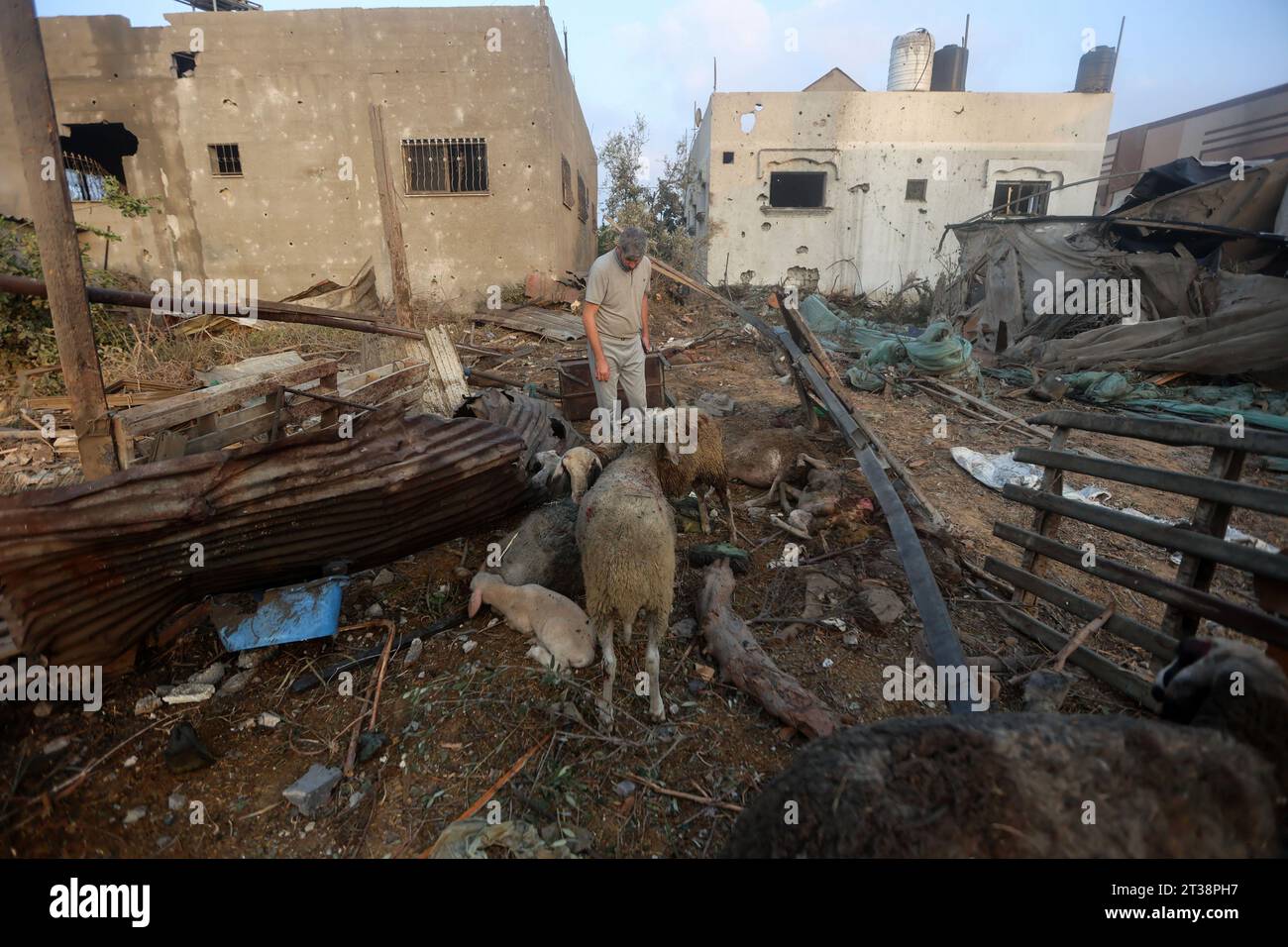 A Palestinian man inspects injured sheep that were after Israeli ...