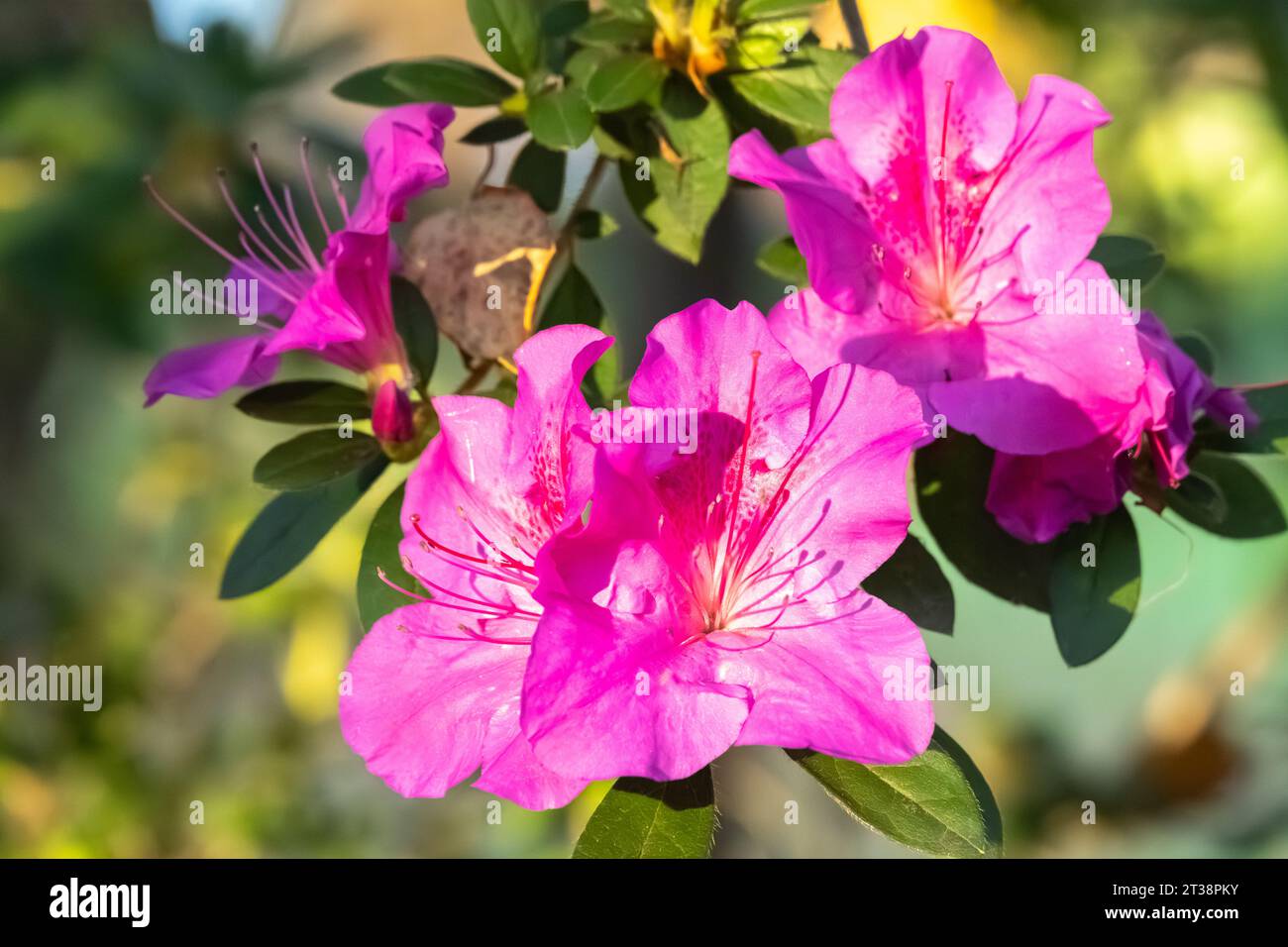 Azaleas hi-res stock photography and images - Alamy