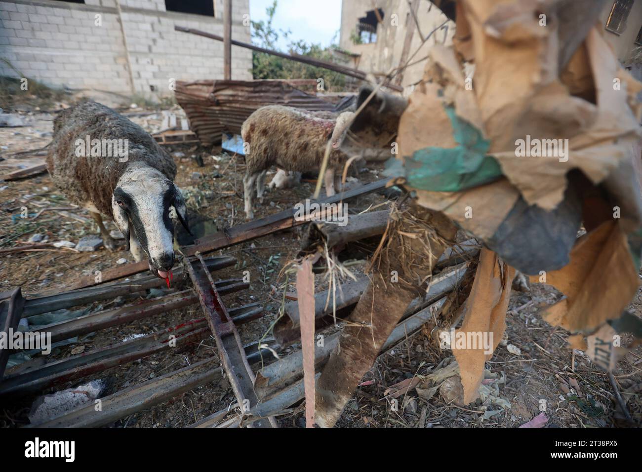 Sheep seen bleeding from their injuries after Israeli aircraft bombed a ...