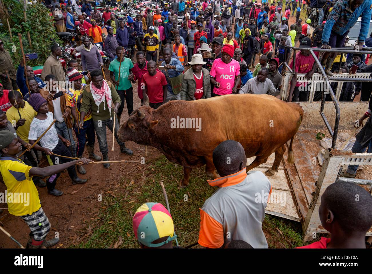 A crowd of spectators offload a bull at a bullfight in Khayega ...