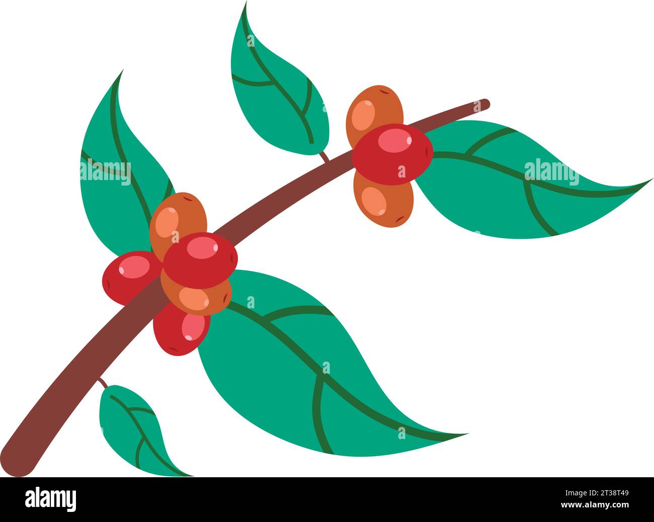 coffee tree and leaf Stock Vector Image & Art - Alamy