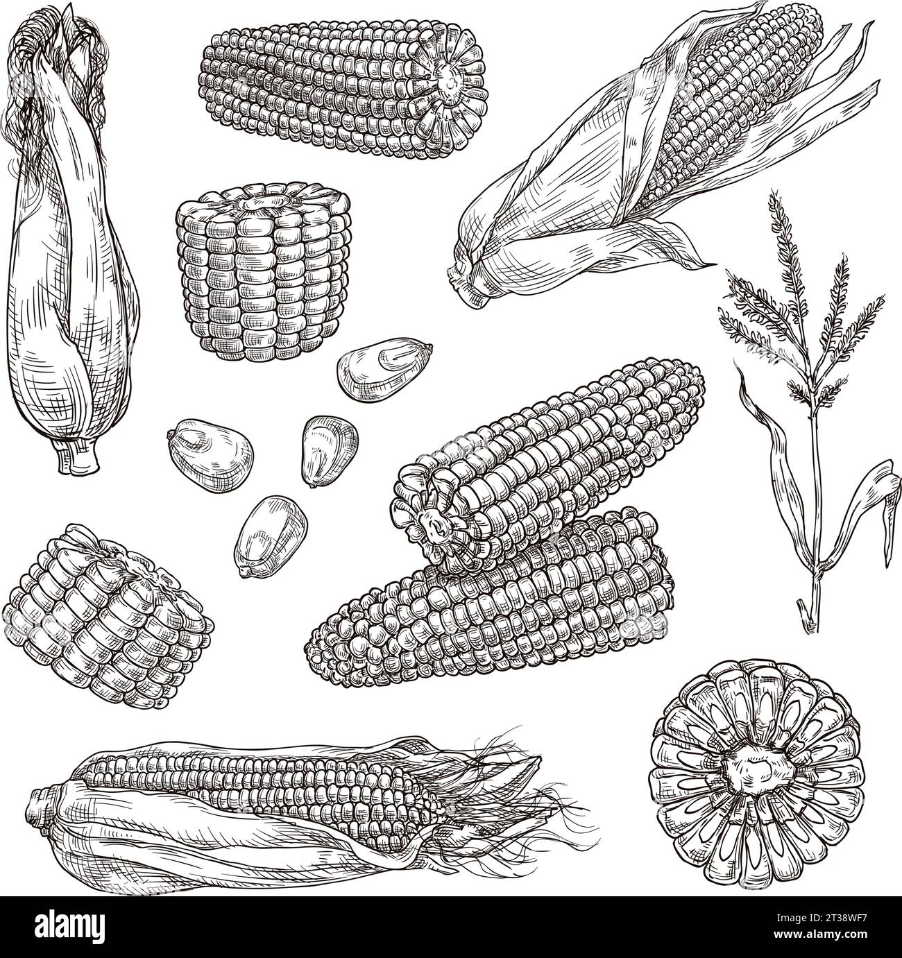 Sketch corn. Vintage hand drawn maize vegetable, engraving styled plant ...