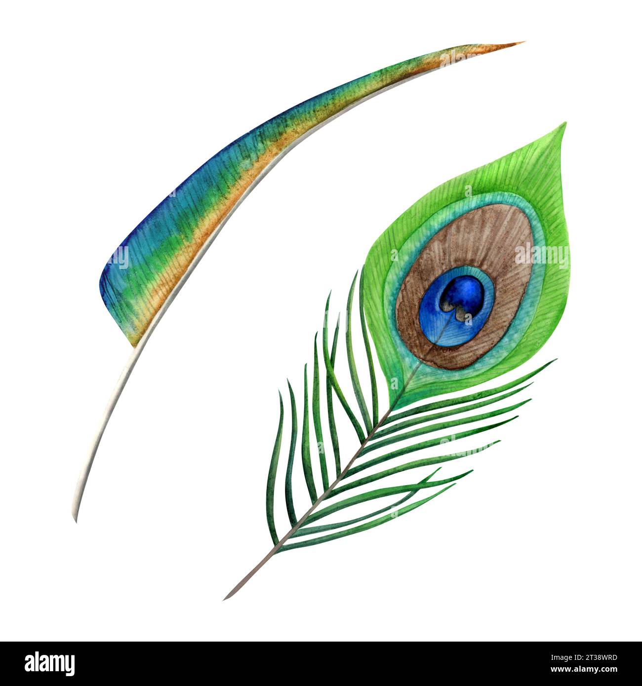 Blue Peacock Feather Clip Art