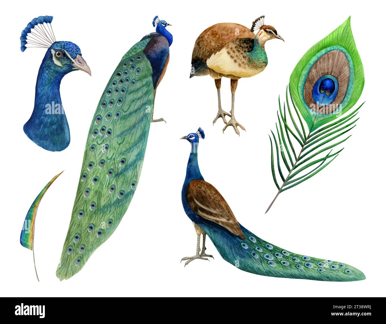 Watercolor peacocks birds and feathers illustration set isolated white background in green and ...