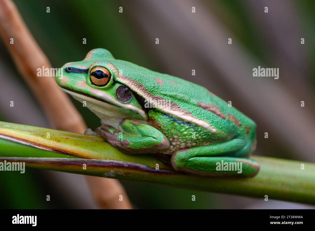 Australian endangered Green and Golden Bell Frog Stock Photo - Alamy
