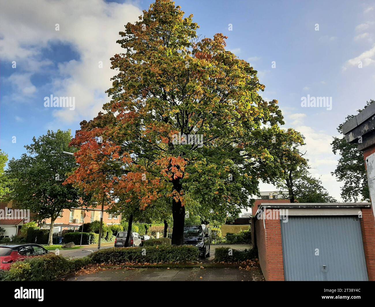 Ahorn Baum in Herbstfarben Hamburg Hamburg Deutschland *** Maple tree ...