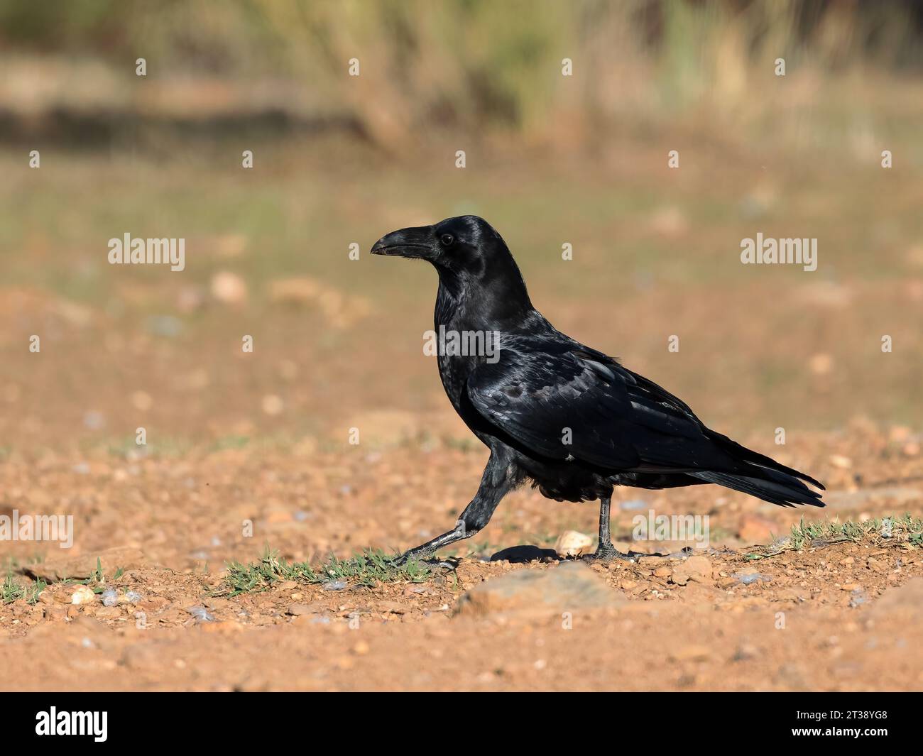 Raven in rocky landscape hi-res stock photography and images - Alamy
