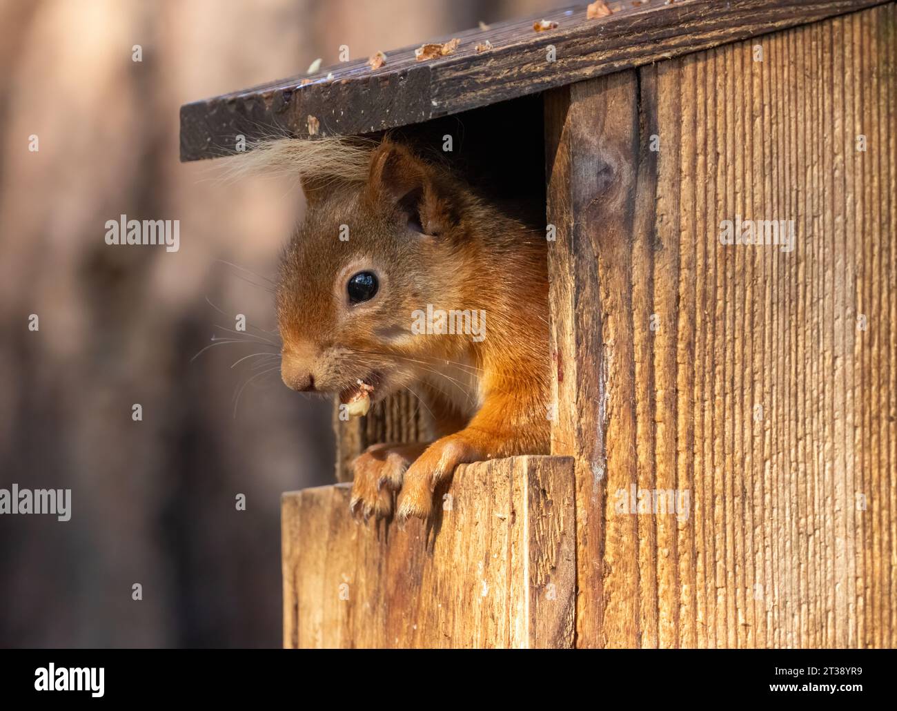 Adorable and funny little scottish red squirrel sitting inside a peanut ...