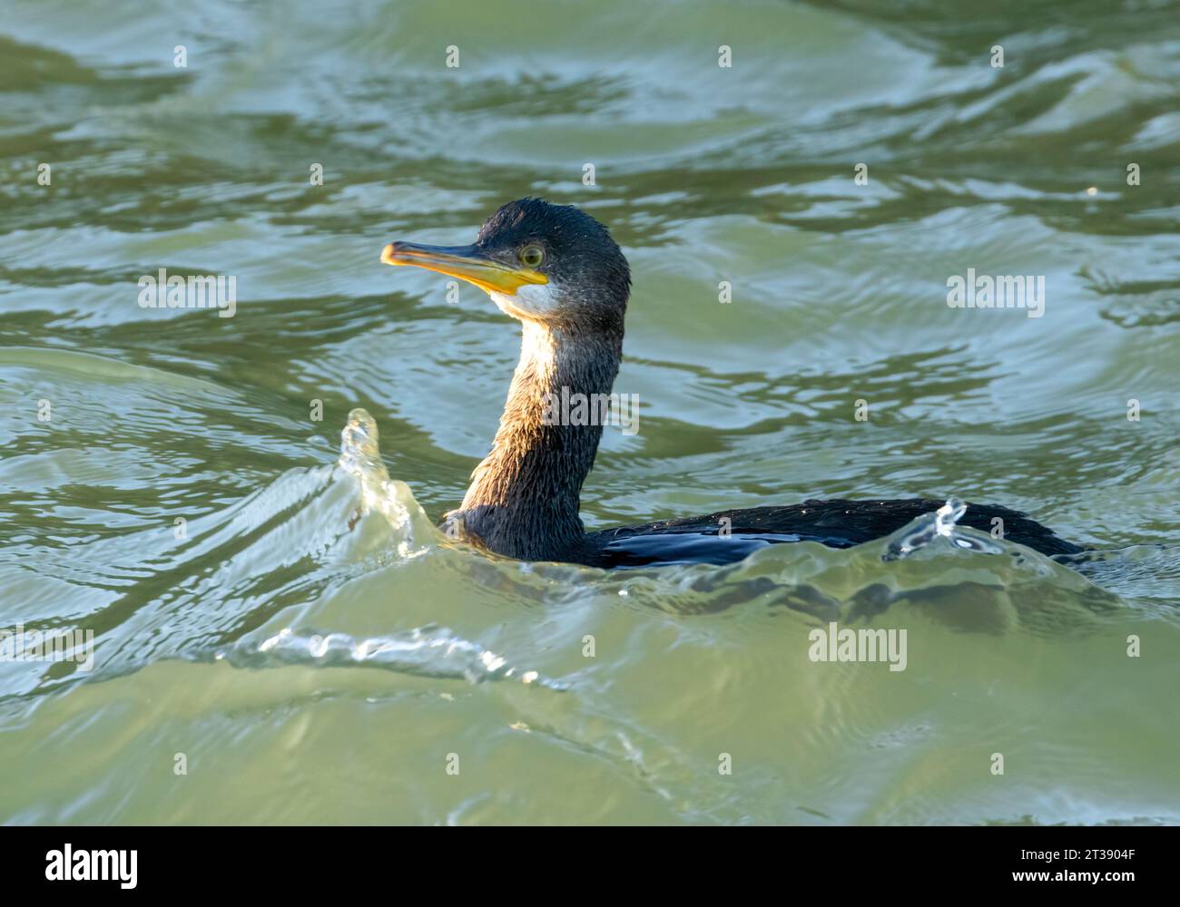 Shag bird hi-res stock photography and images - Alamy