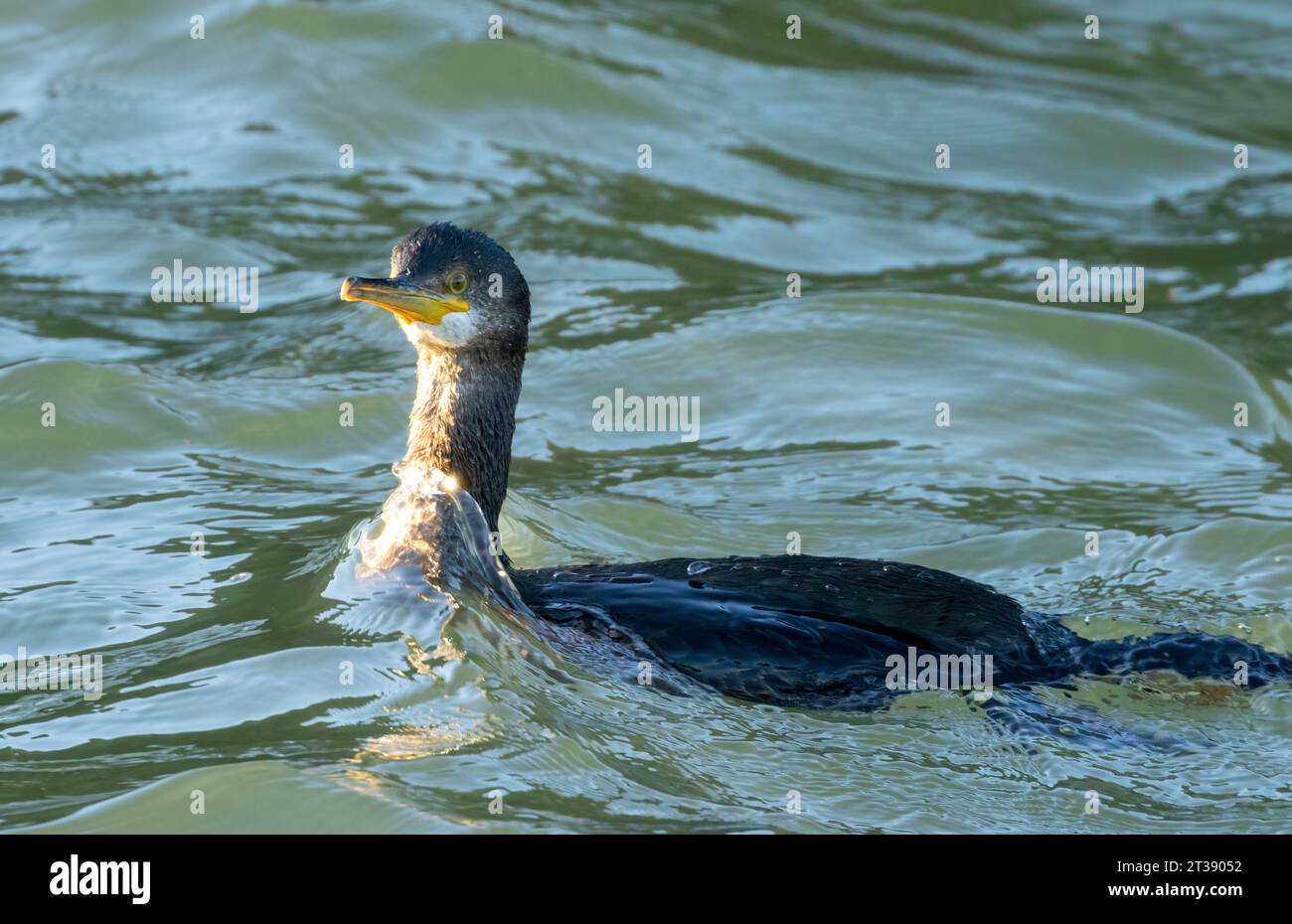 Shag sea bird swimming in the stormy sea Stock Photo - Alamy
