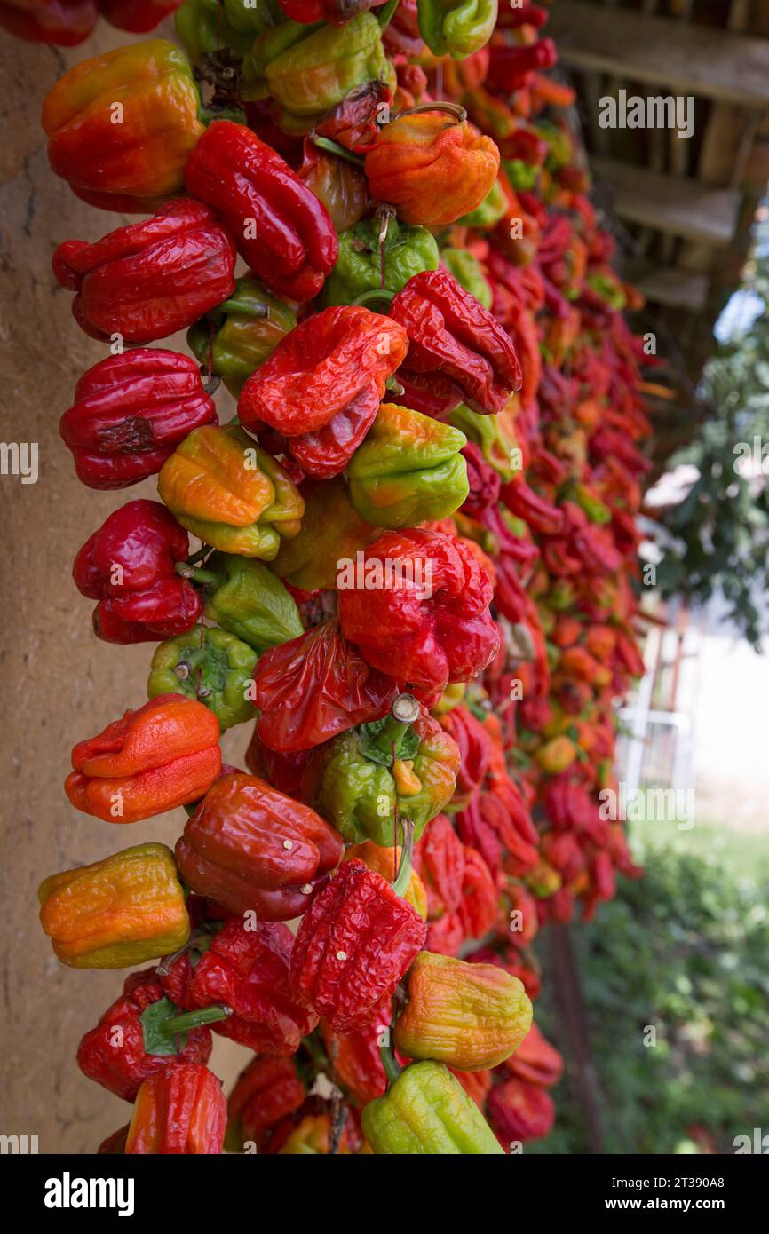 dried chillies hung on the roof Stock Photo - Alamy
