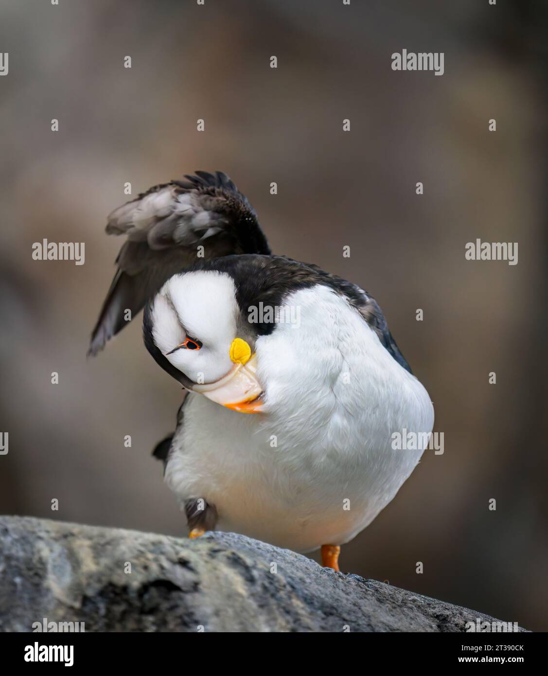 Horned Puffin (Fratercula corniculata) in breeding plumage preening on ...