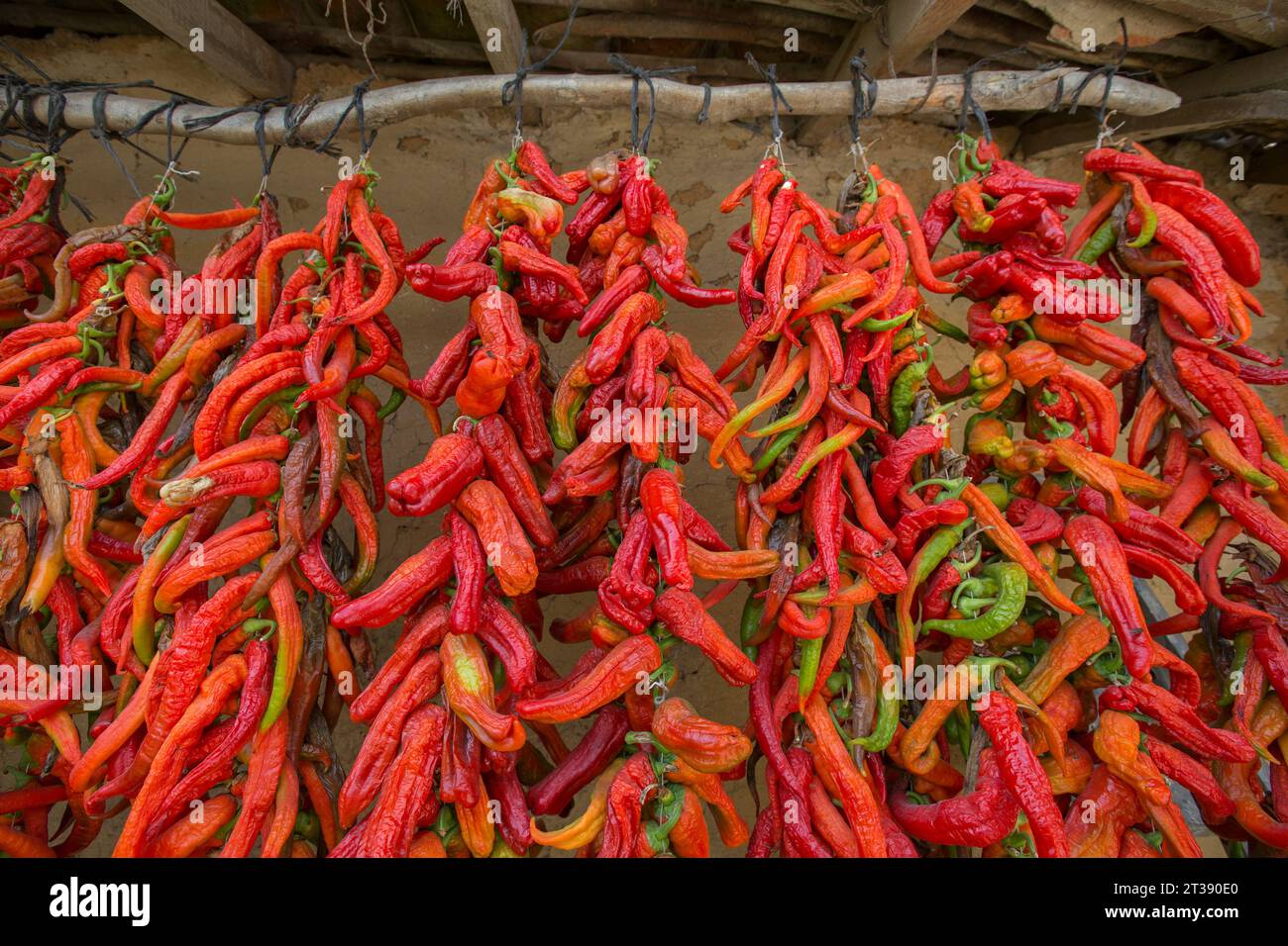 dried chillies hung on the roof Stock Photo - Alamy