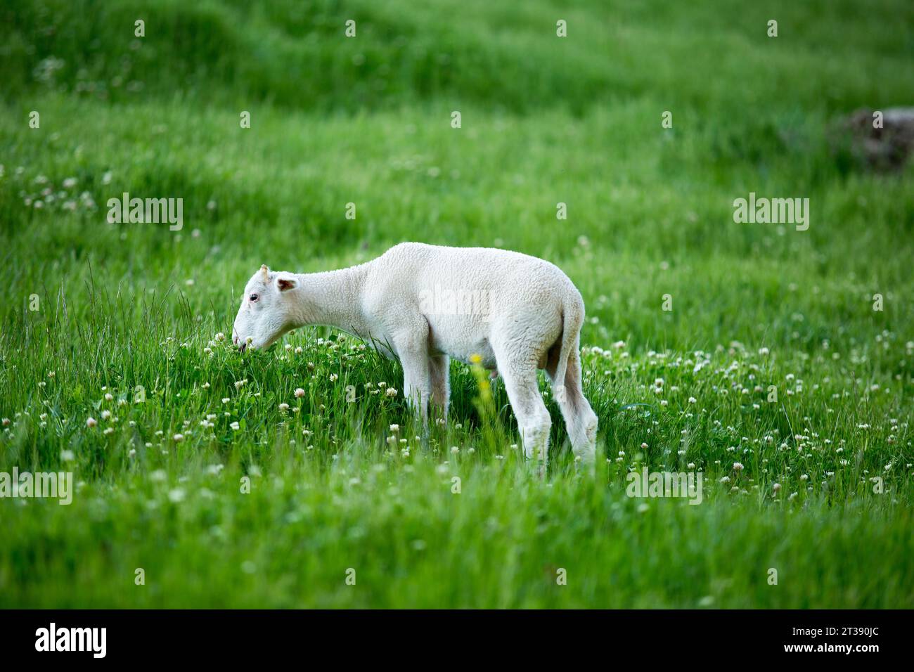 Cute spring lamb Stock Photo - Alamy