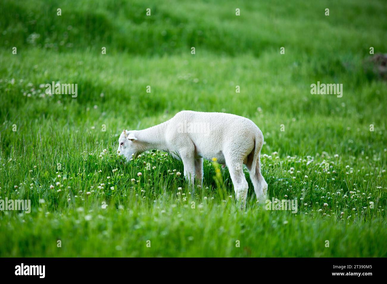 Cute spring lamb Stock Photo - Alamy