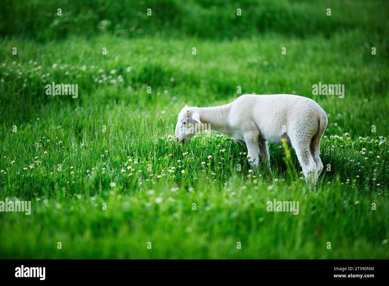 Cute spring lamb Stock Photo - Alamy