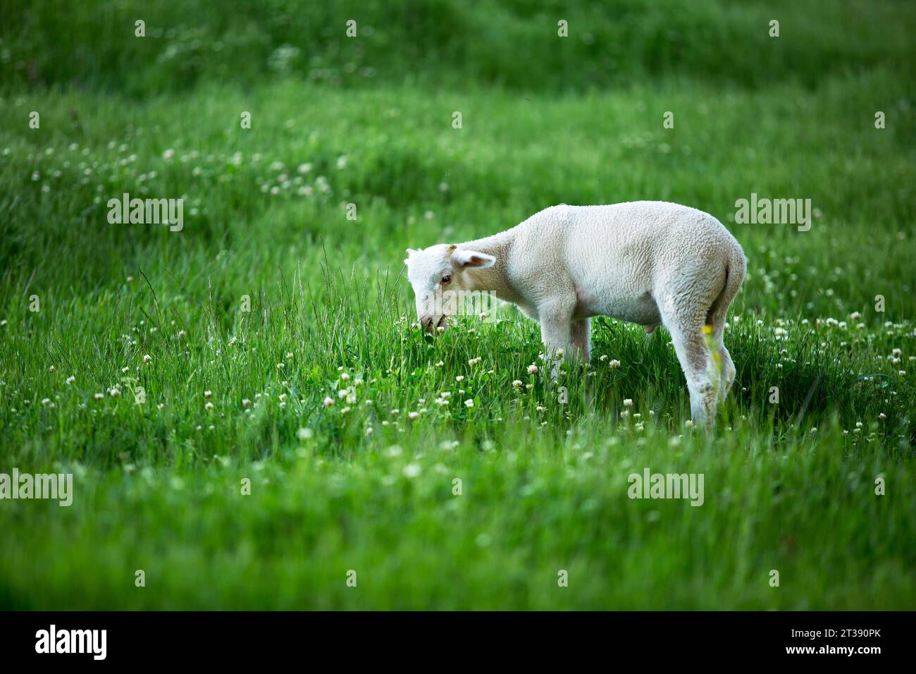 Cute spring lamb Stock Photo - Alamy