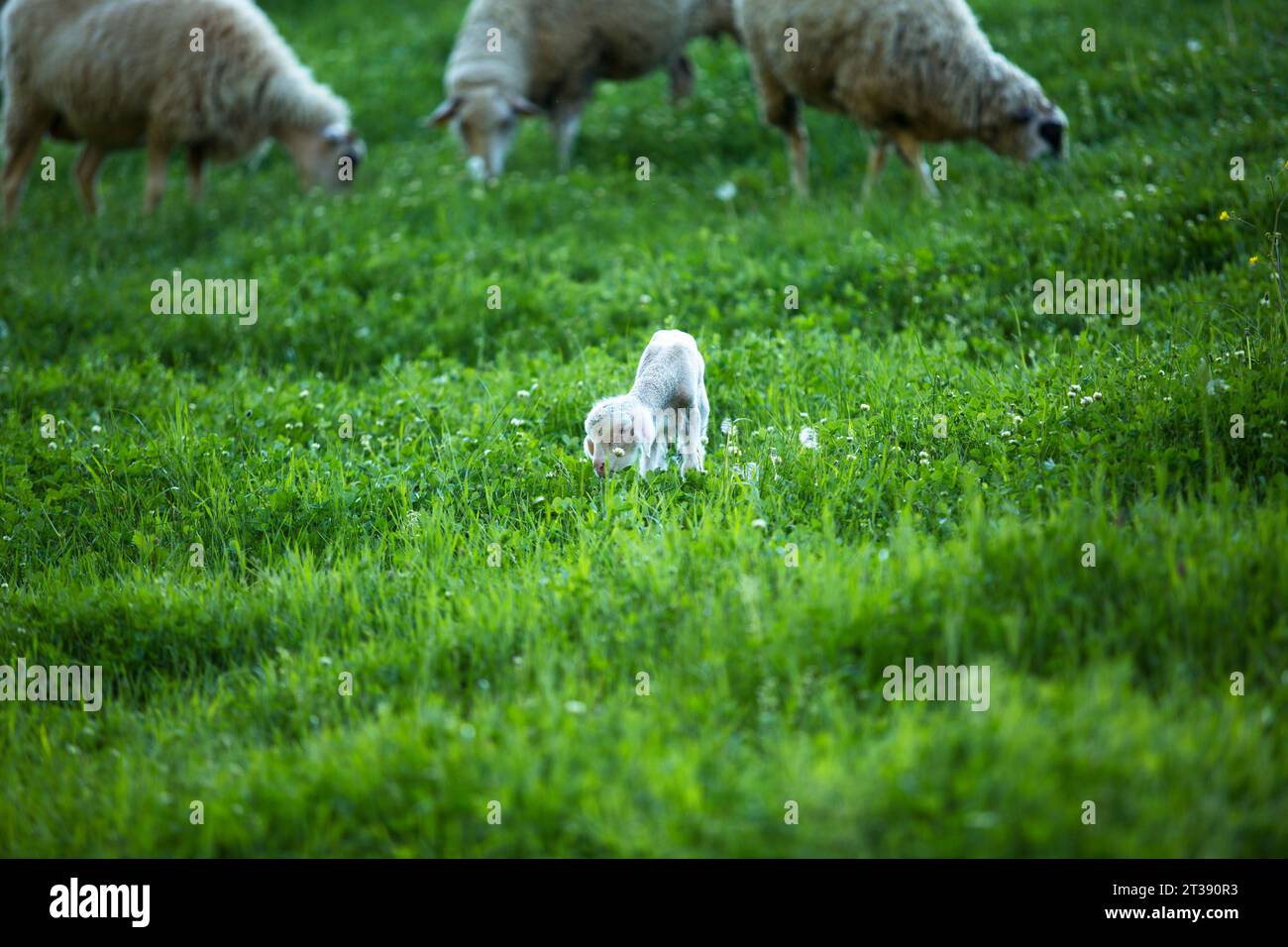 Cute spring lamb Stock Photo - Alamy