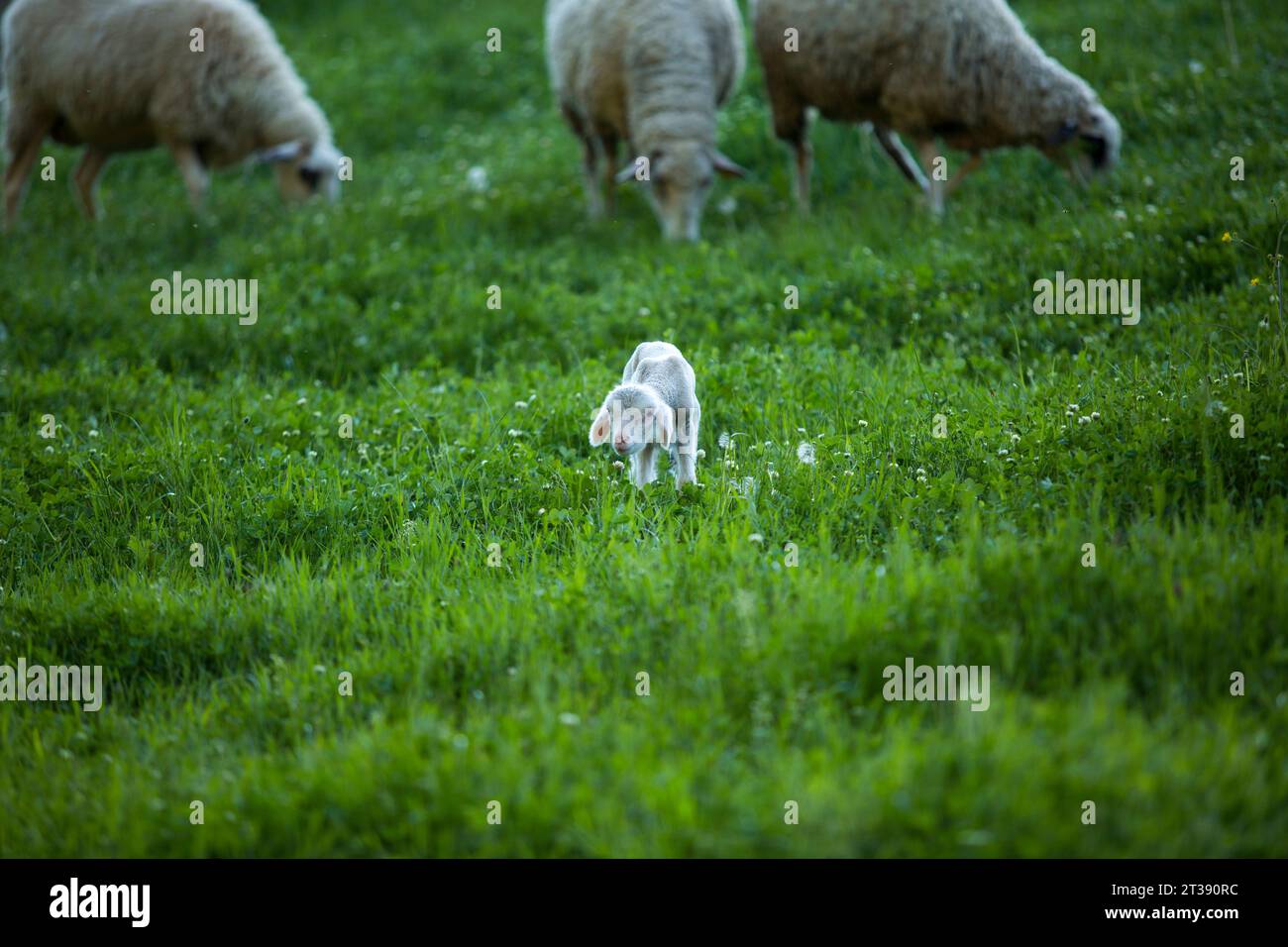 Cute spring lamb Stock Photo - Alamy