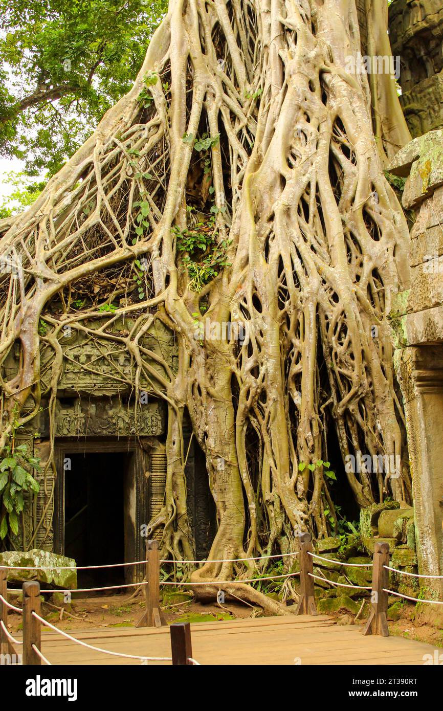 Classical picture of Ta Prohm Temple, Angkor, Cambodia. Tree roots ...