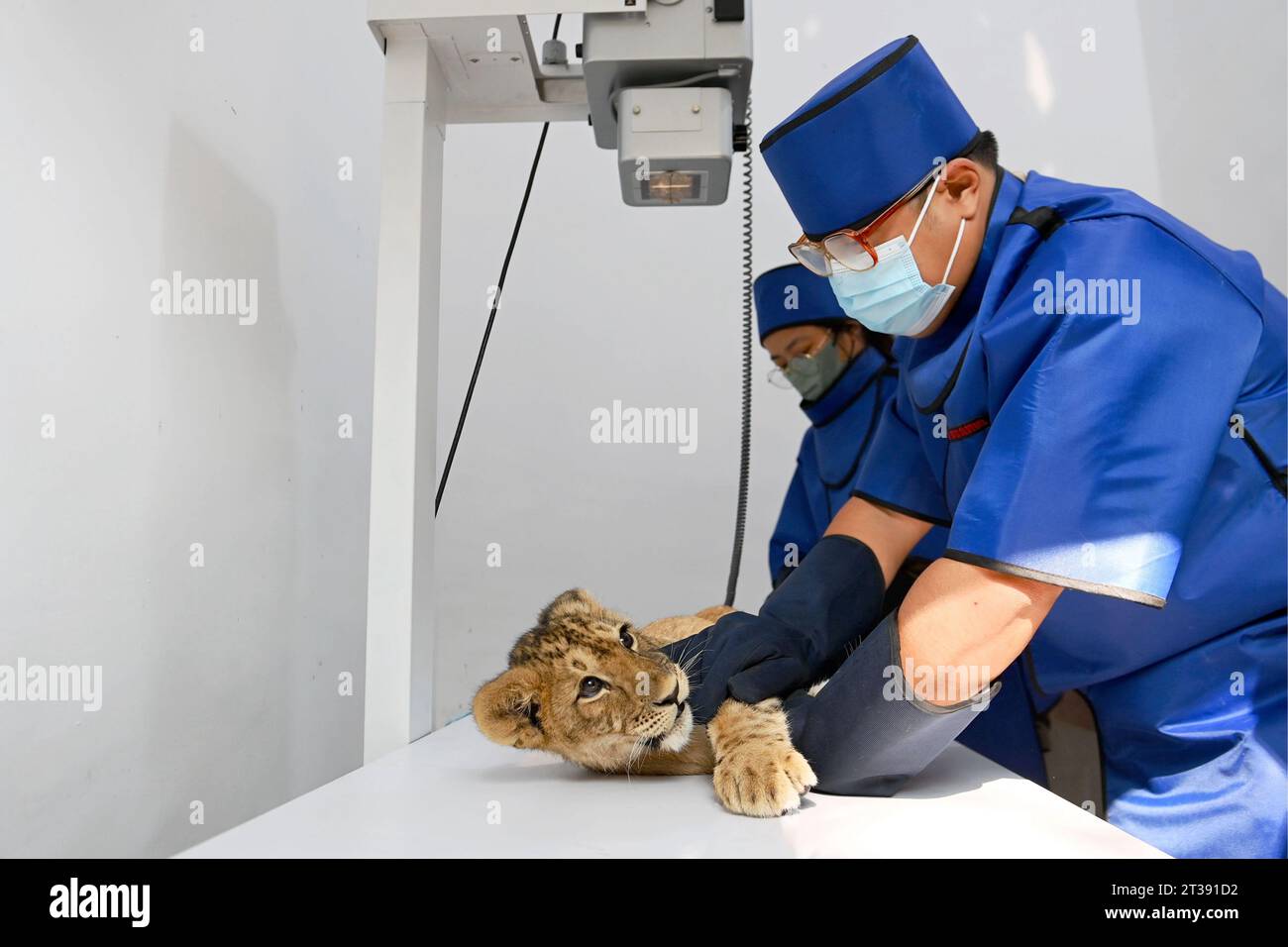 QINGDAO, CHINA - OCTOBER 24, 2023 - A veterinarian gives a medical test ...
