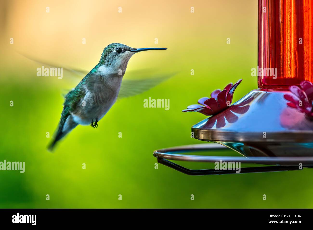 Hummingbird drinking at a bird feeder in the backyard Stock Photo - Alamy