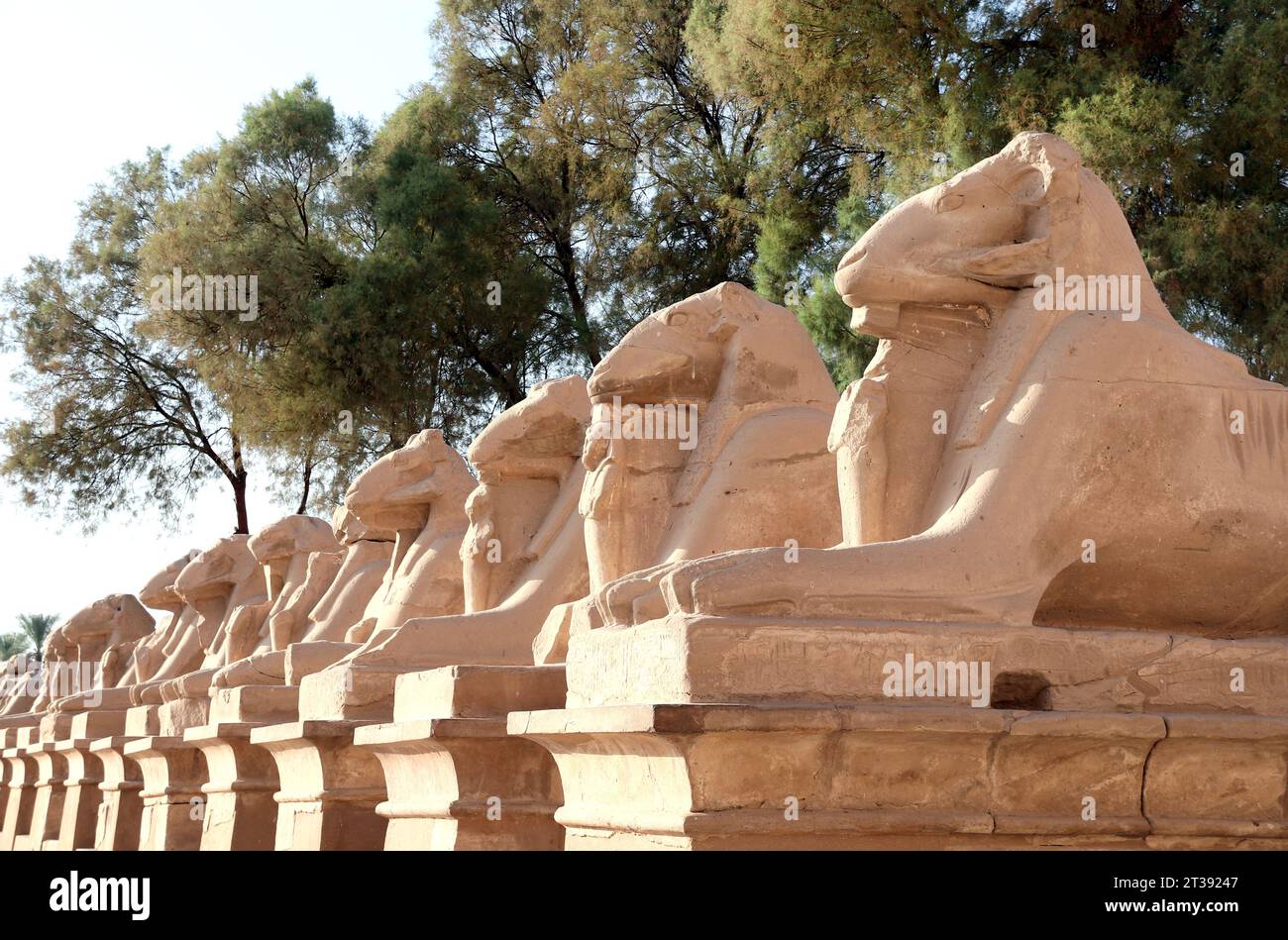 Famous alley of sphinxes with a ram heads in Karnak Temple, Luxor ...