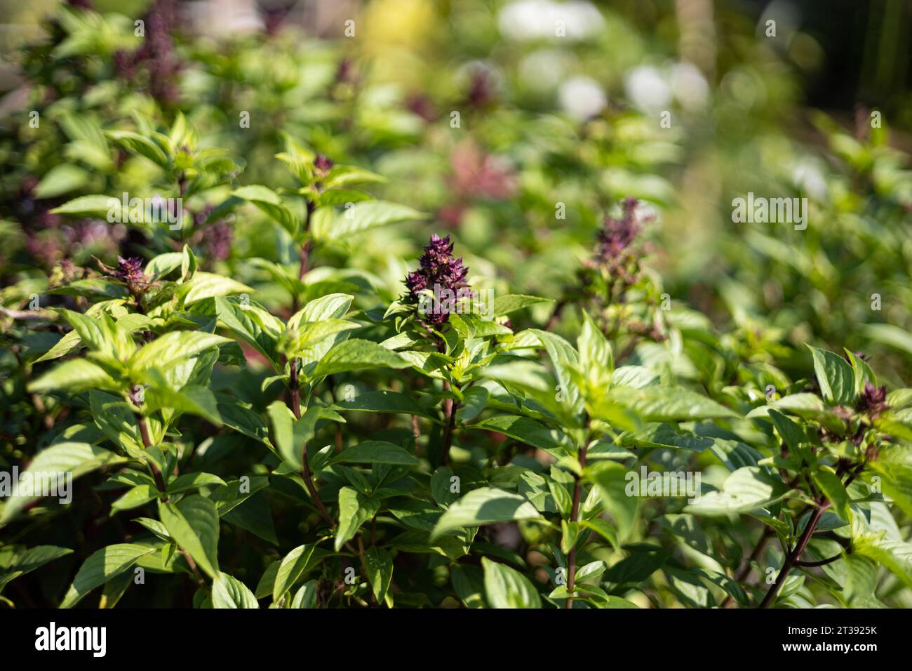 Close-Up. Thai basil is a type of basil native to Southeast Asia. A ...