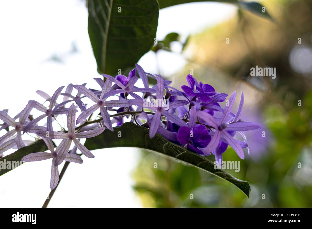 Closeup Of the Petrea Volubilis Flowers Commonly Known As The Purple ...