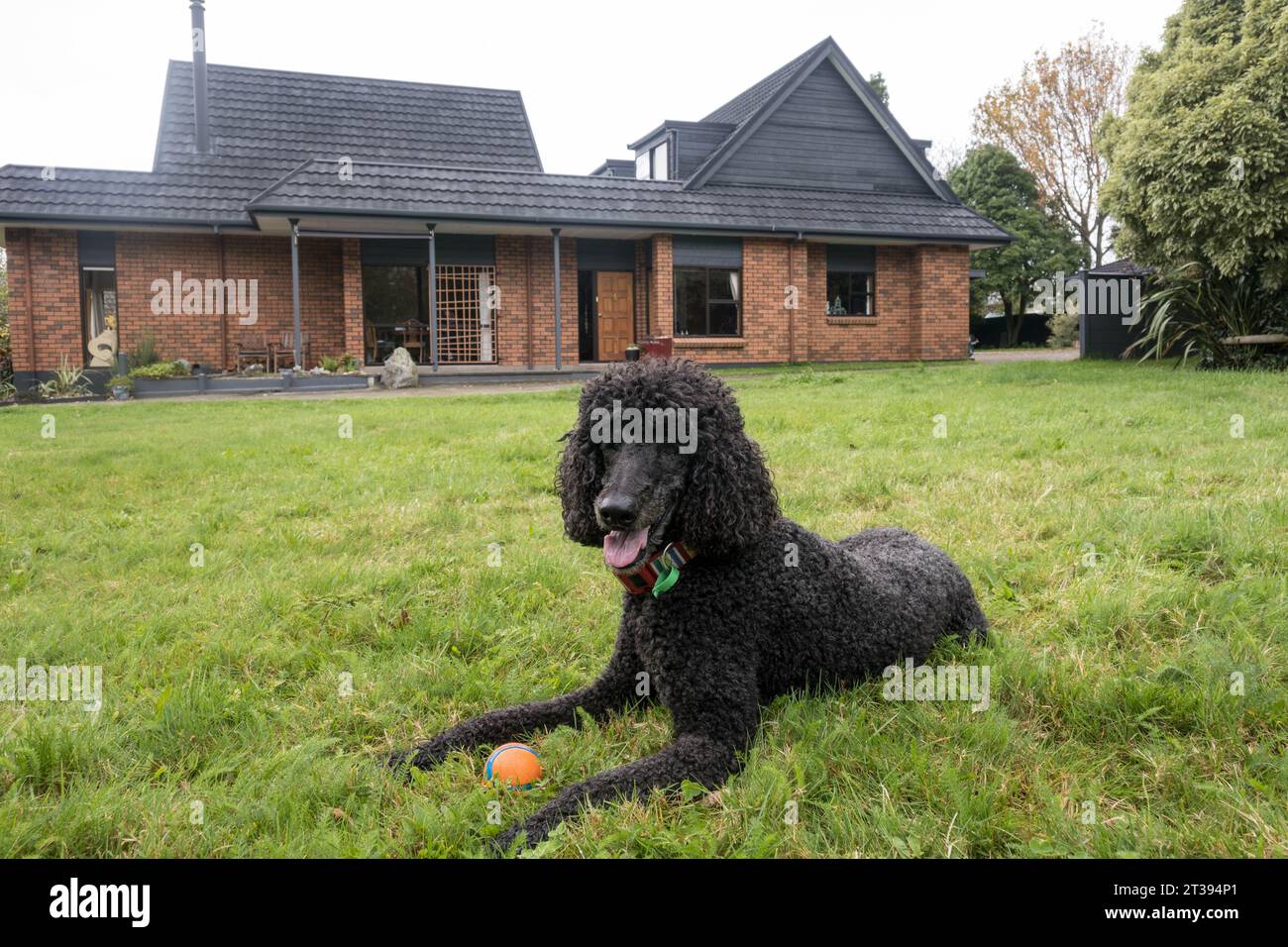Black standard poodle laying in the grass in front of a brown house ...