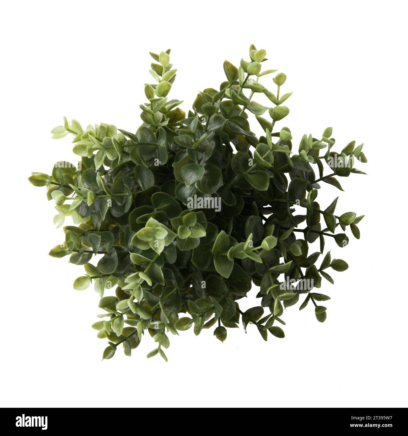 Close up of succulent plant isolated on white background. Real ...