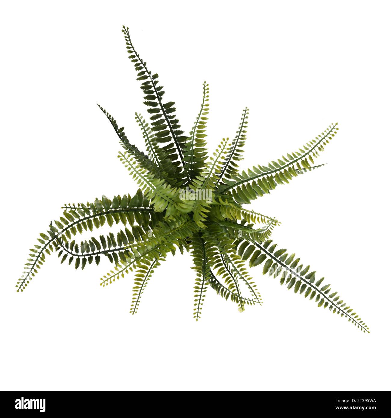 Close up of fern plant isolated on white background. Real photography ...