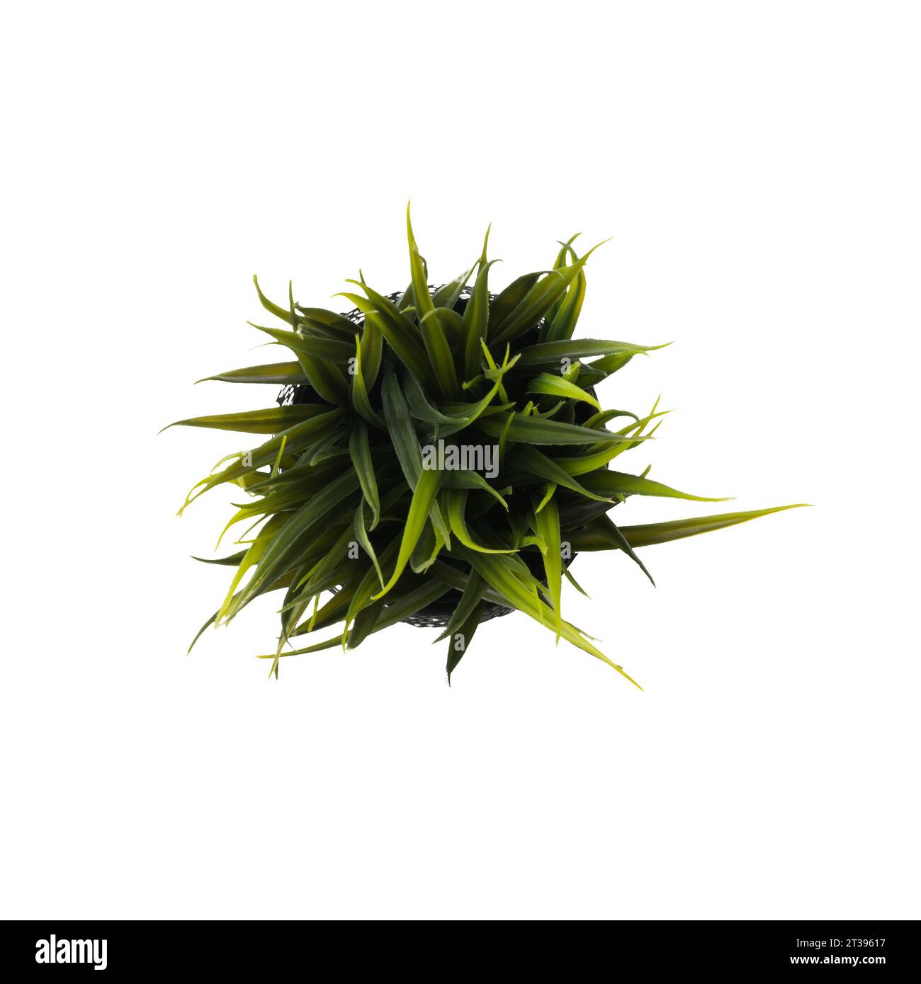 Close up of aloe vera plant isolated on white background. Real ...