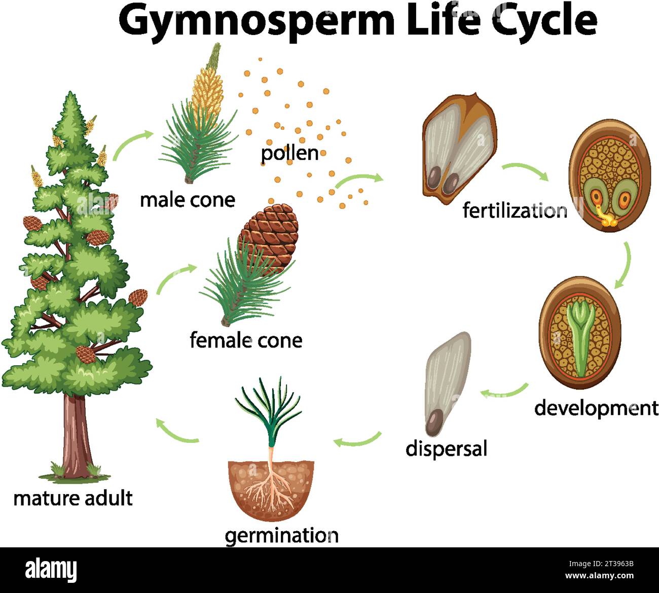 Simple Conifer Life Cycle