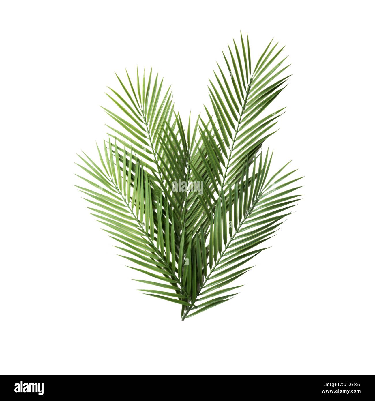 Real fan palm Cut Out Stock Images & Pictures - Alamy