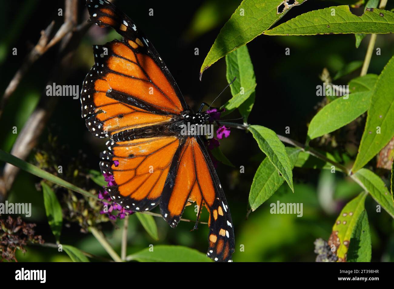 Tattered Monarch Butterfly Stock Photo - Alamy