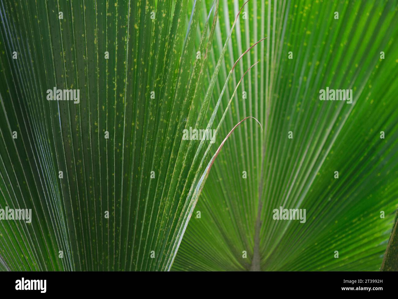 Palm tree leaf texture Stock Photo - Alamy