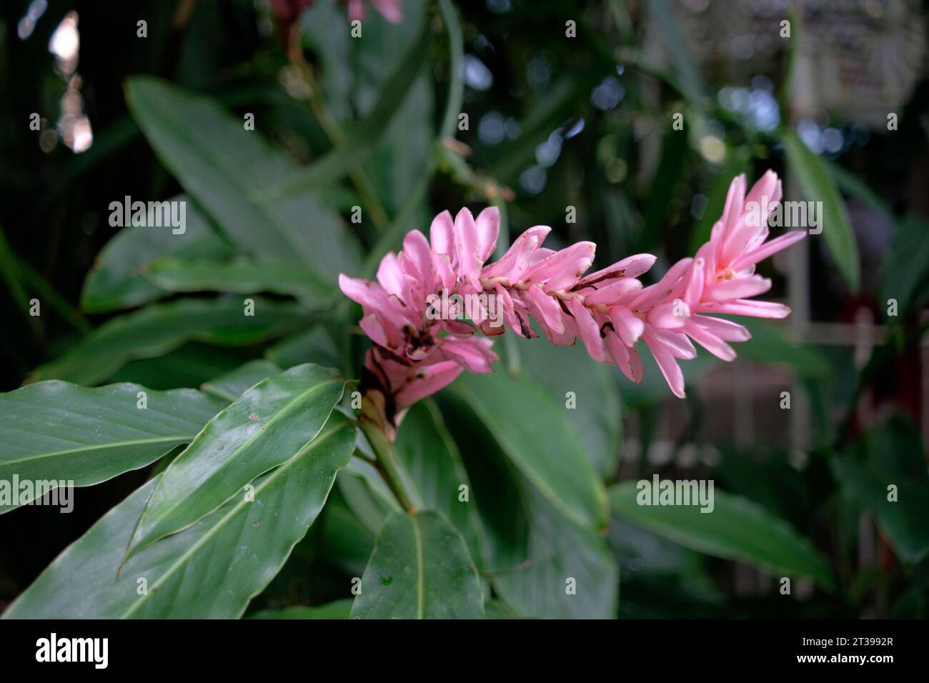 Ginger lily london hi-res stock photography and images - Alamy