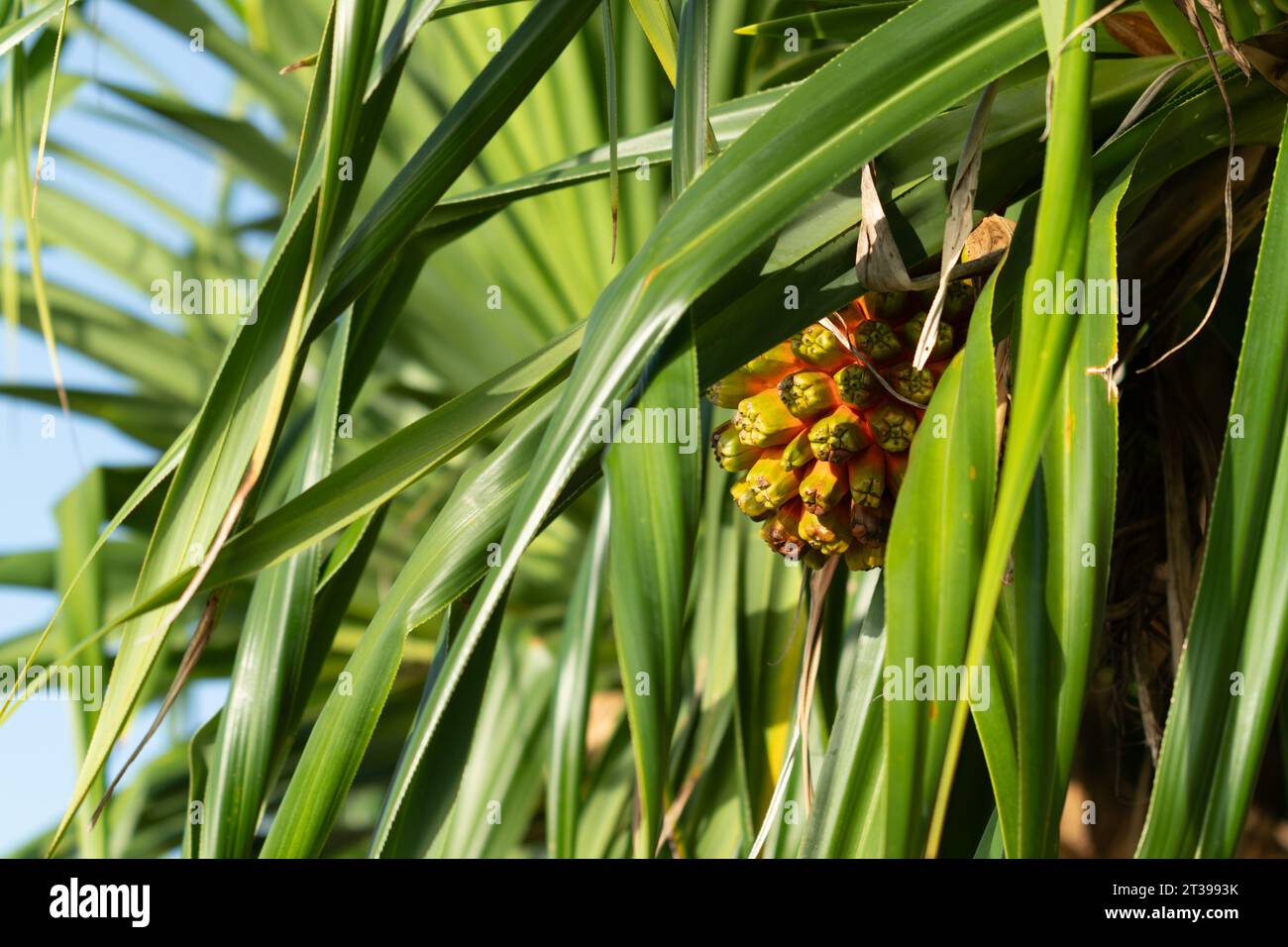 Pandanus fruit close up hi-res stock photography and images - Alamy
