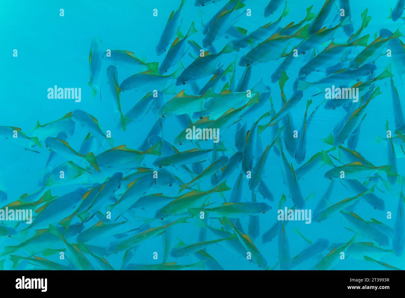 School of fish swarming around just under surface in lagoon Stock Photo ...
