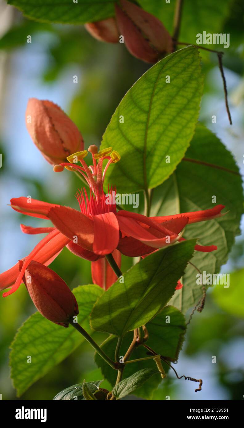 Passiflora coccinea scarlet passion flower, red passion flower ...