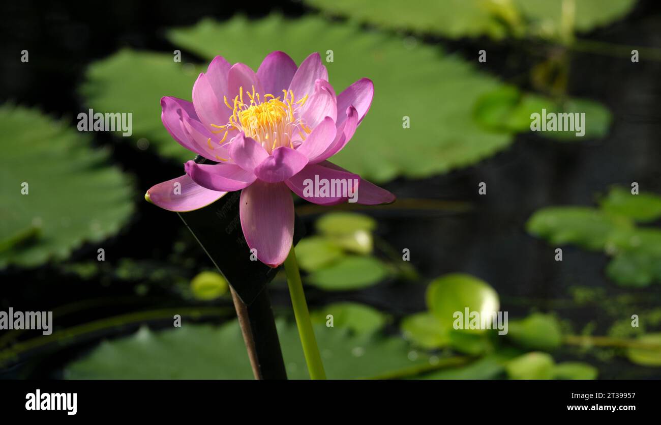 Victoria amazonica lily pads flower hi-res stock photography and images ...